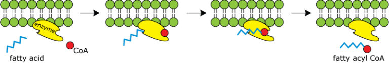 Very long-chain fatty acids